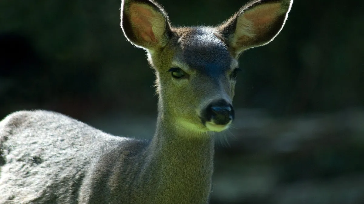 Donan cuatro venados al parque Sierra Hermosa de Tecámac | La Jornada ...