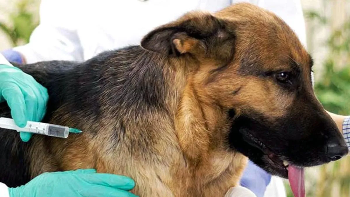 Free Rabies Vaccination Campaign in Mexico State – Locations & Schedule ...