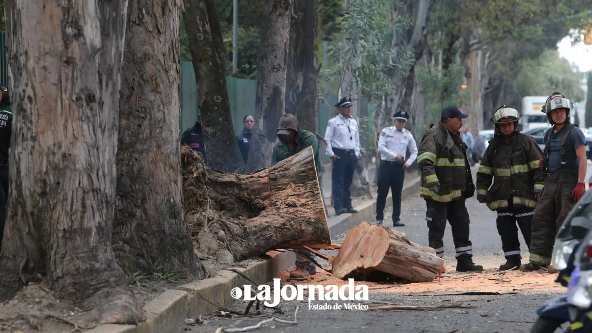 Cae árbol en el parque Urawa Toluca | La Jornada Estado de México