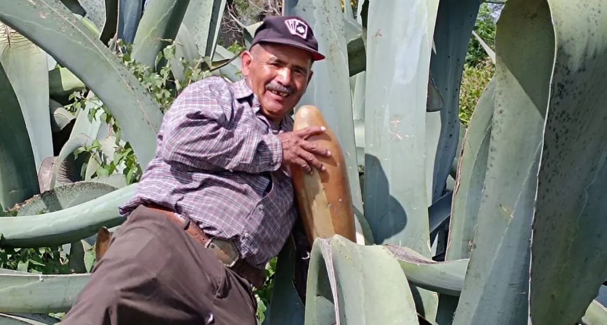 Iztac Octli, tradición de 2 mil años que perdura en Ixtapaluca | La ...