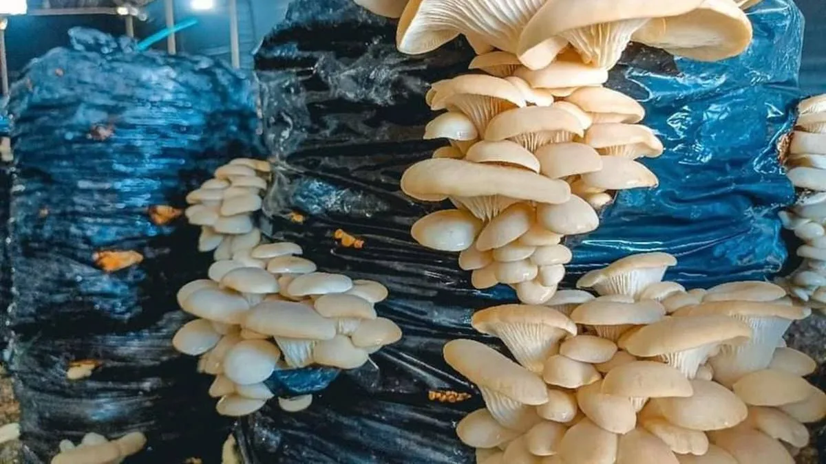 Edomex referente nacional en la producción de setas | La Jornada Estado ...