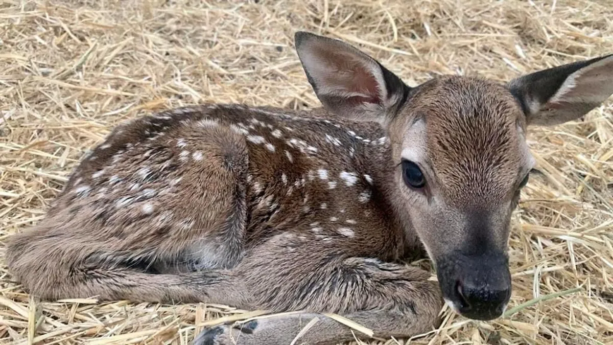 Nace primer venado cola blanca en Parque Ecológico Sierra Hermosa | La ...