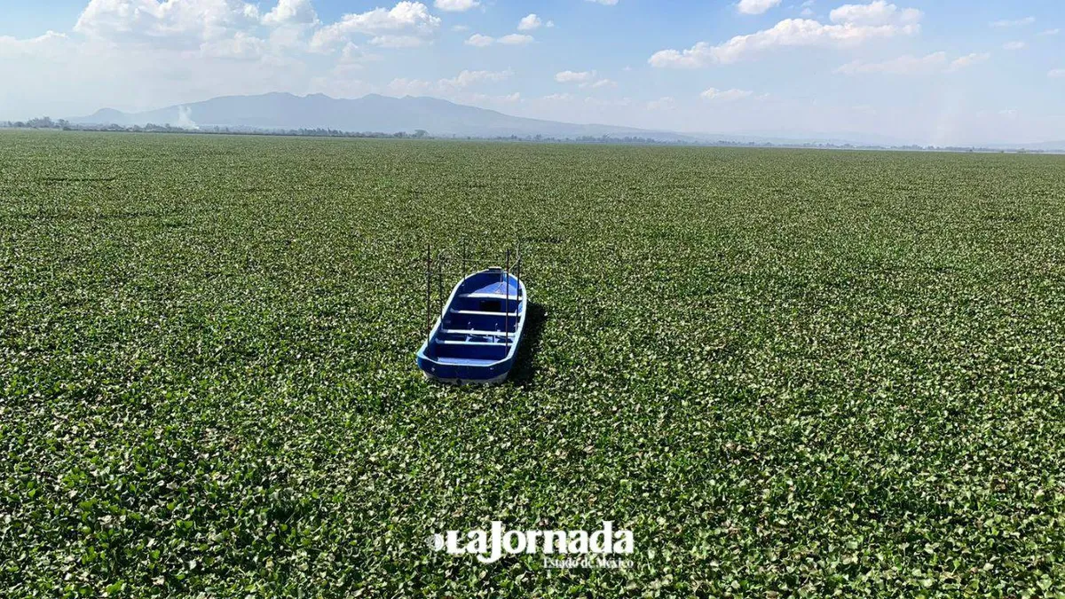 Laguna de Zumpango en riesgo por 500 hectáreas de lirio acuático ...